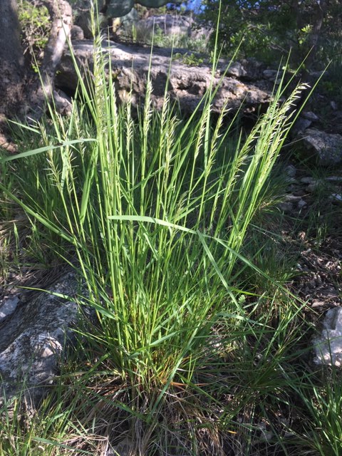 When Texas Winter Grass becomes that ‘Danged Old Spear Grass ...