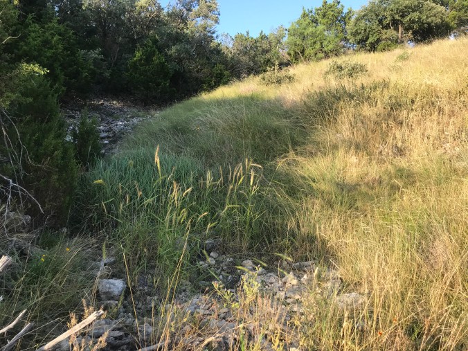 Healthy Riparian Areas | Rangelands and Ranching