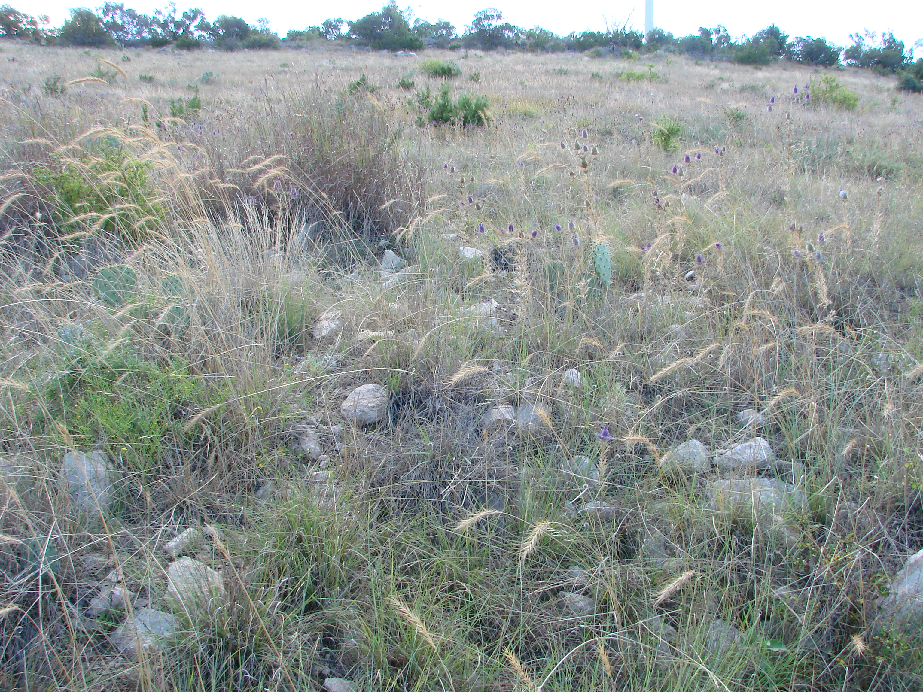 The Value of Soil Cover | Rangelands and Ranching