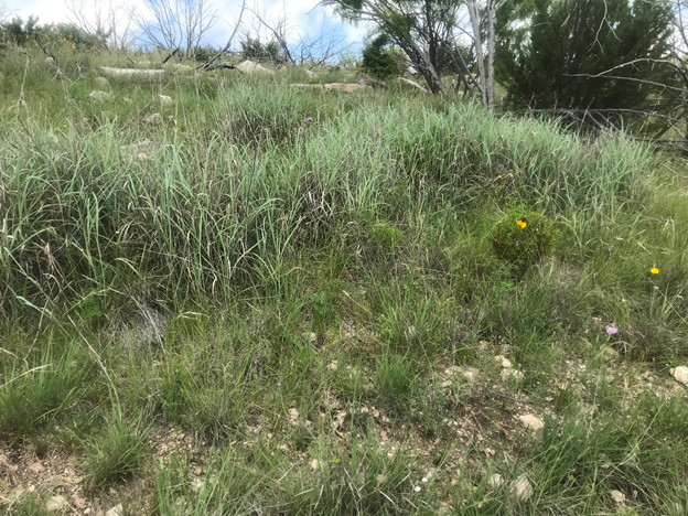 Importance of GRAZE-REST | Rangelands and Ranching
