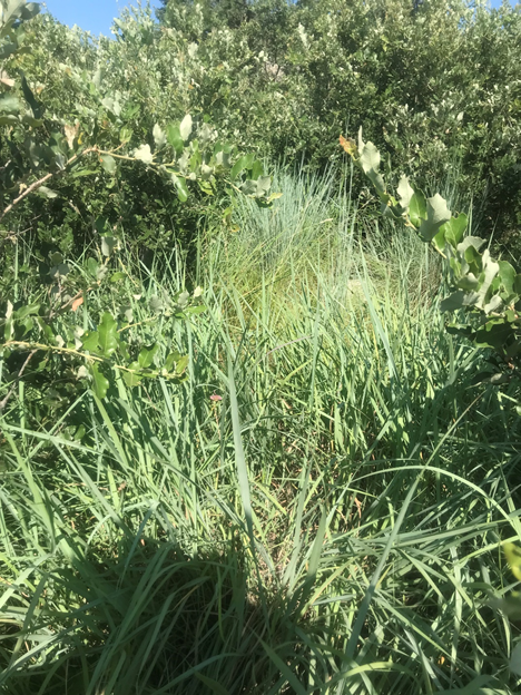 Indian Grass versus Shin Oak | Rangelands and Ranching