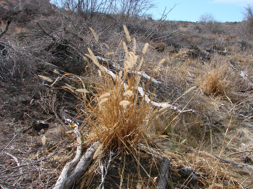Southwestern Bristle Grass | Rangelands and Ranching