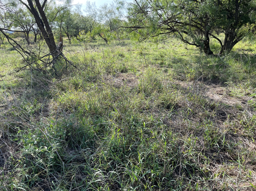 Rangelands and Ranching | Proper rangeland management is essential for ...