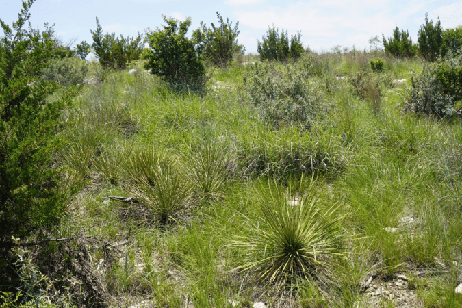 Rangelands and Ranching | Proper rangeland management is essential for ...